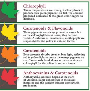 Why Do Leaves Change Color in the Fall? | Shreiner Tree Care